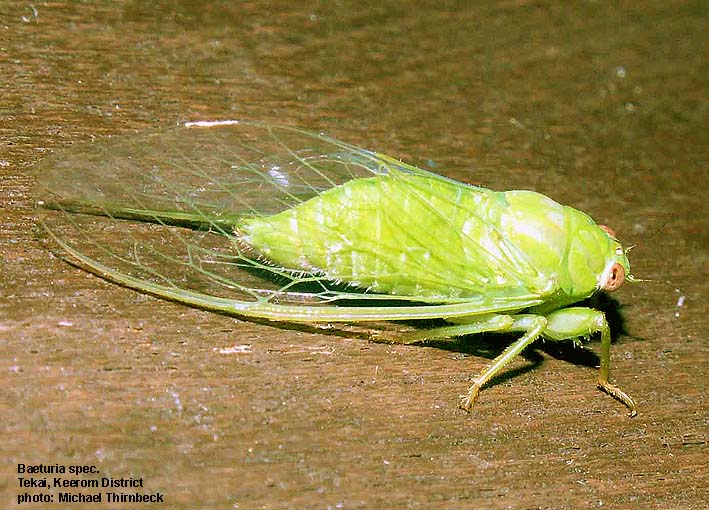 Papua Insects Foundation (Hemiptera/Cicadidae & Tibicinidae)